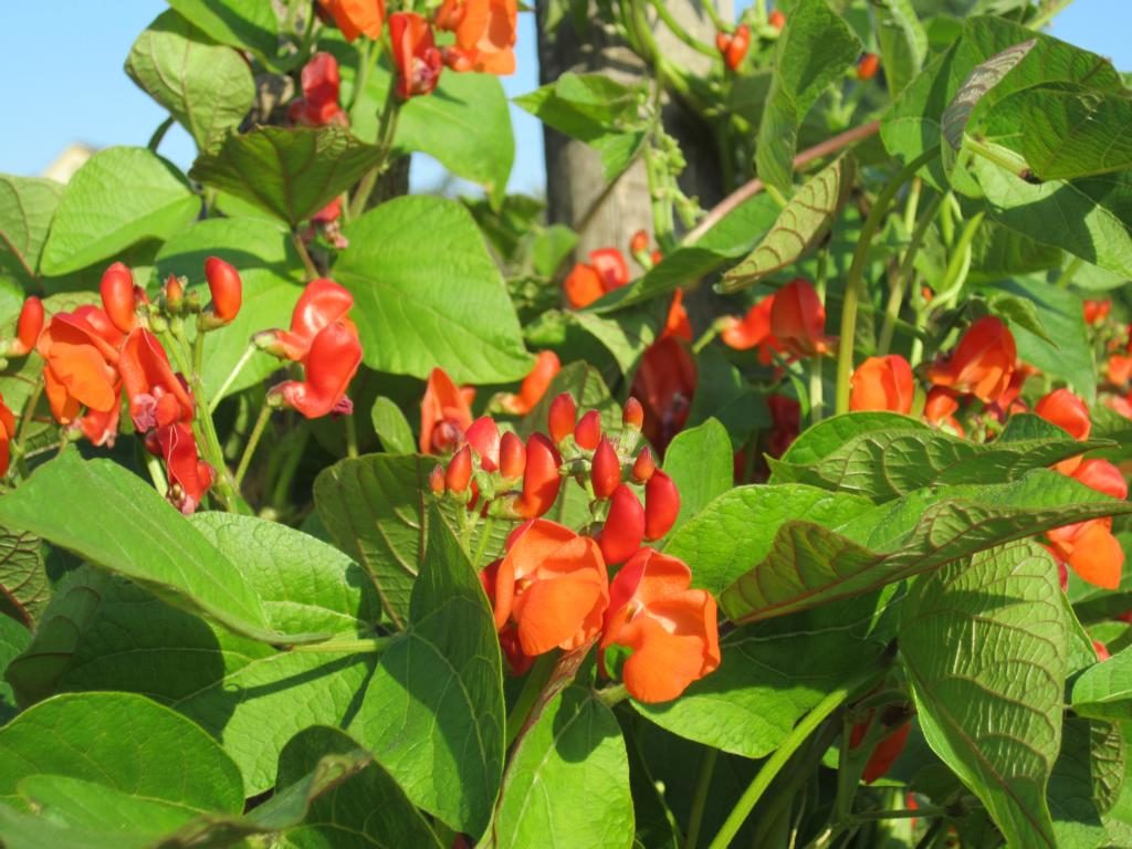 Der Anbau von Bohnen - Biogarten Füllhorn