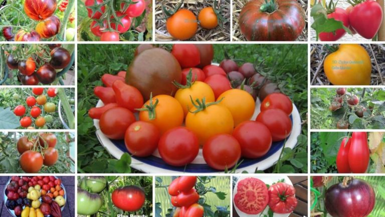 Alles Tomate!