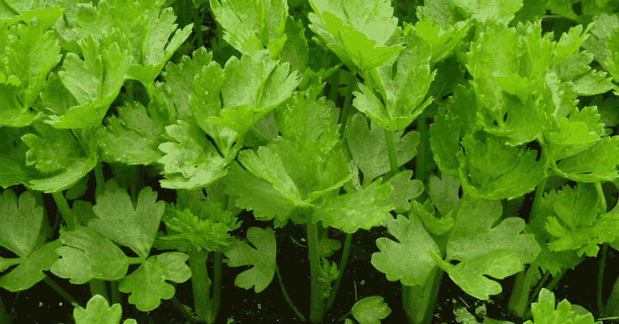 Der Anbau von Staudensellerie