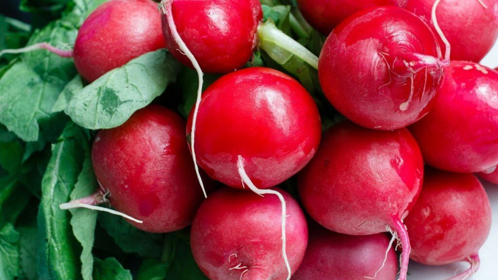 Der Anbau von Radieschen