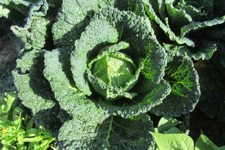 Der Anbau von Kopfkohl